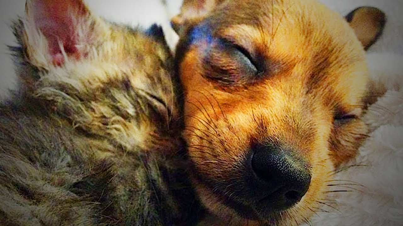 Cute Fluffy Pets 😂😍 Funny Fluffy Animals (Full) [Funny Pets] - YouTube