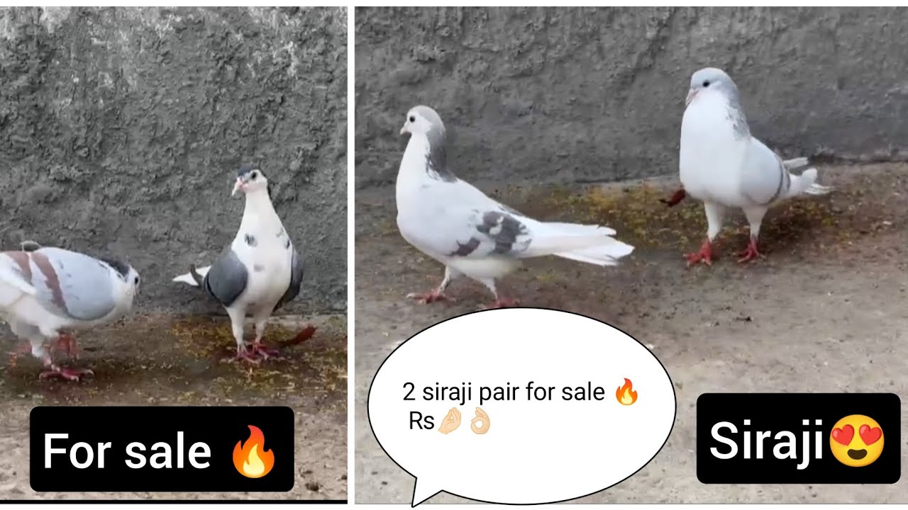 2 siraji pairs for sale 🔥 contact no:9391456623 location bahadurpura # ...