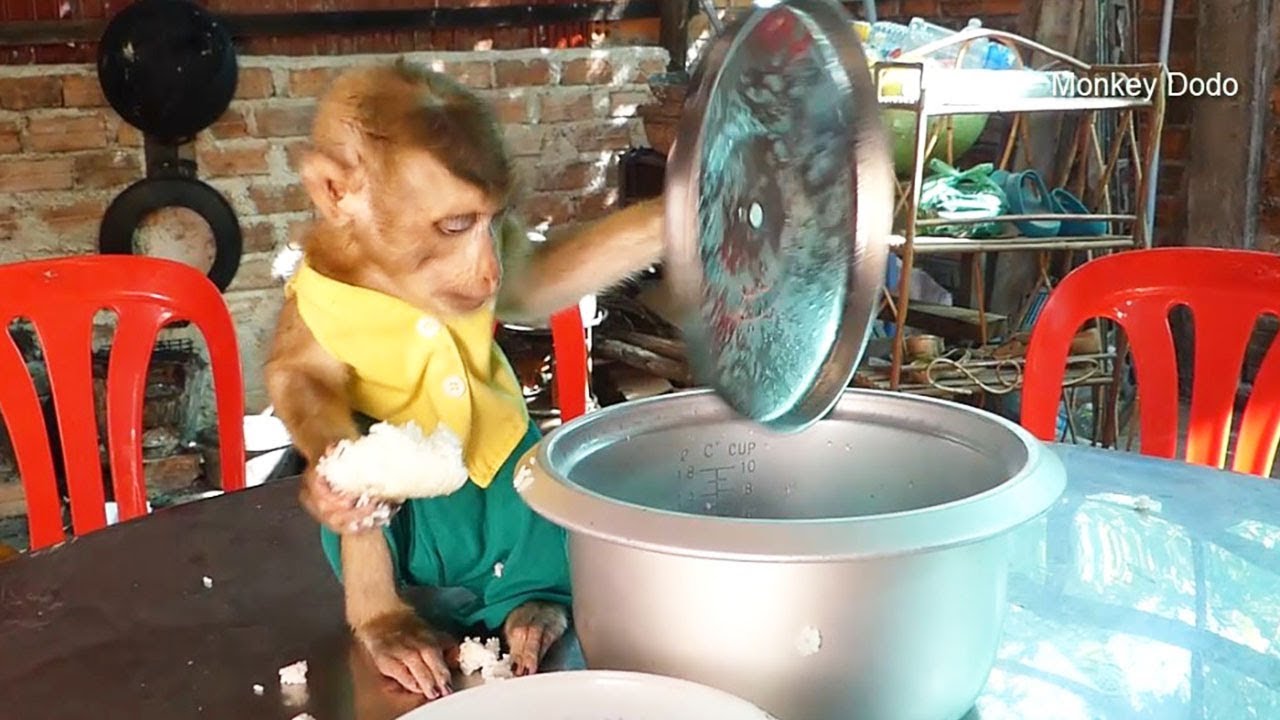 Dodo So Hungry He Find Food In Kitchen Himself - YouTube