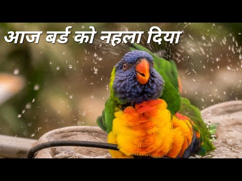 Summer ki andar ye kam hami apni bird ki sath me jarur karna hay ...