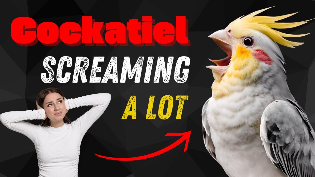 Understand why cockatiels scream and make a lot of noise - YouTube