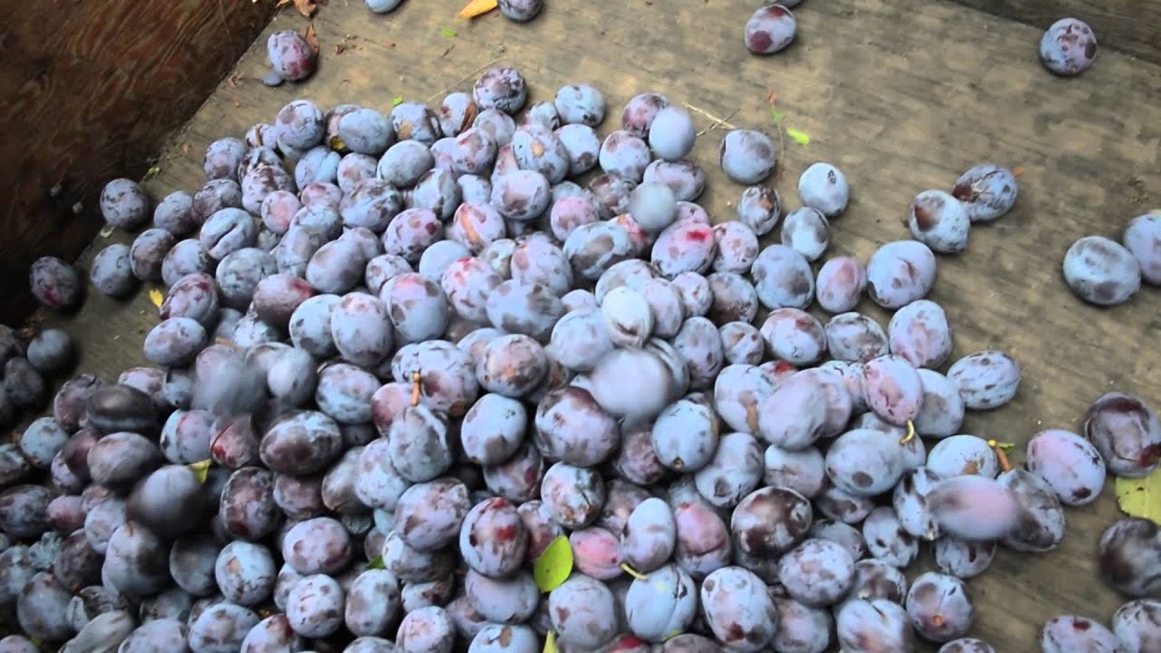 Prune Harvest 2013 - YouTube