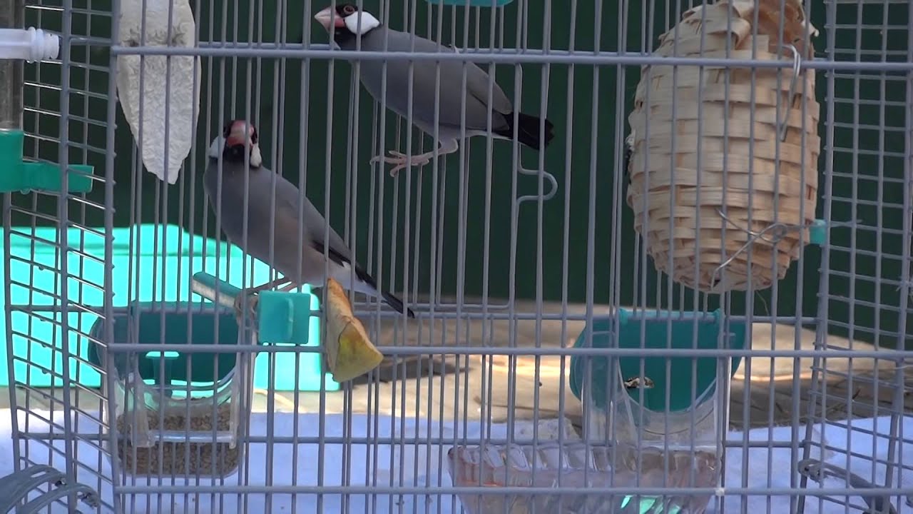 Calfat ou Padda ou moineaux de Java - YouTube