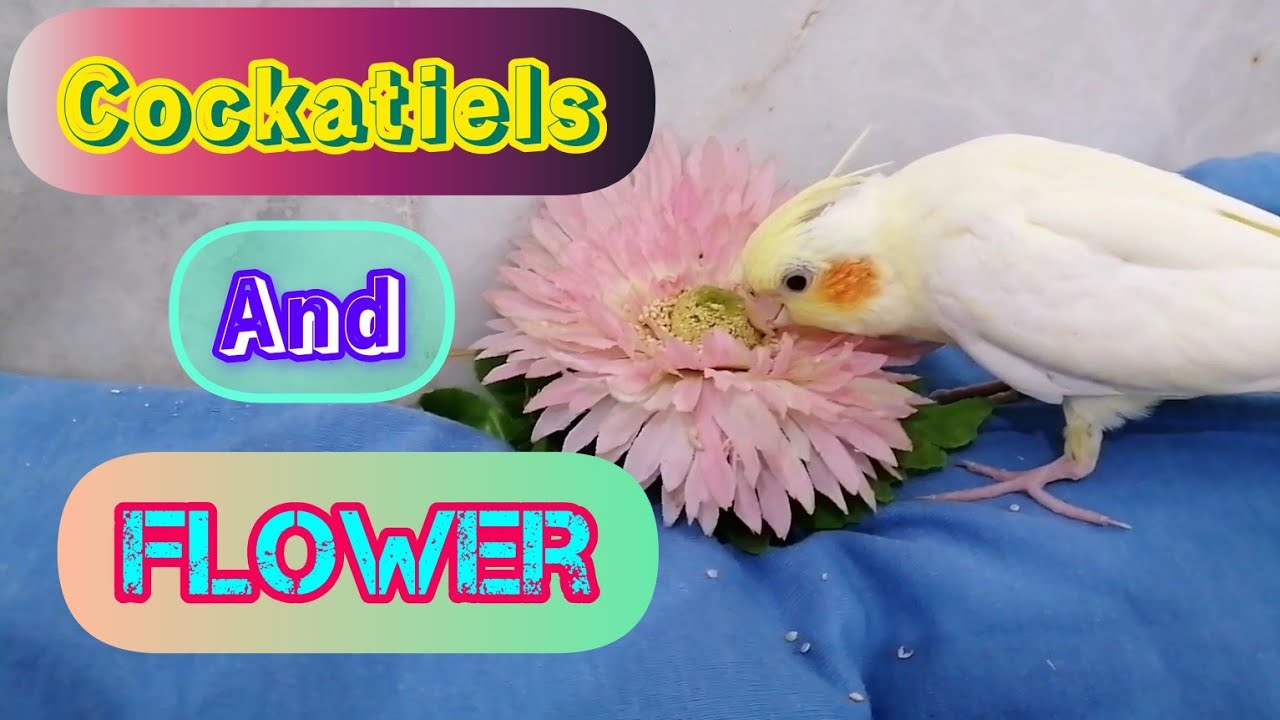 Two Cockatiels Enjoying Seeds from the Center of a Beautiful Flower # ...