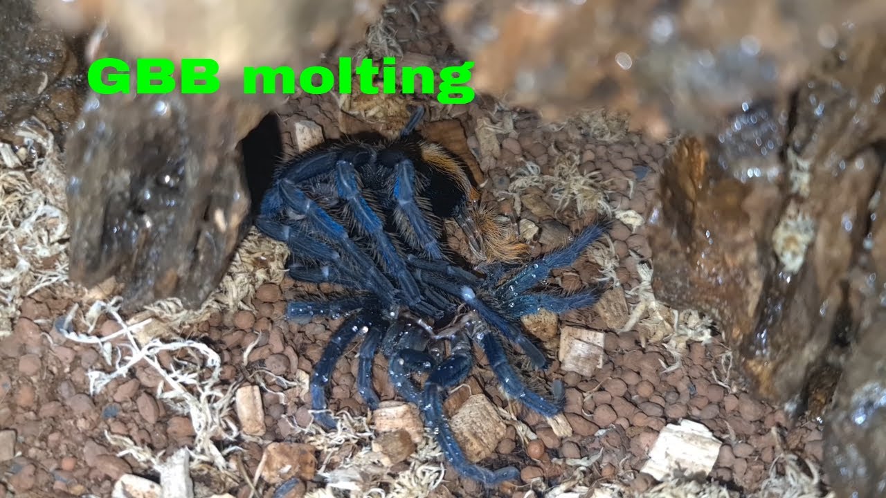 Chromatopelma cyaneopubescens molting/ GBB Green Bottle Blue tarantula ...