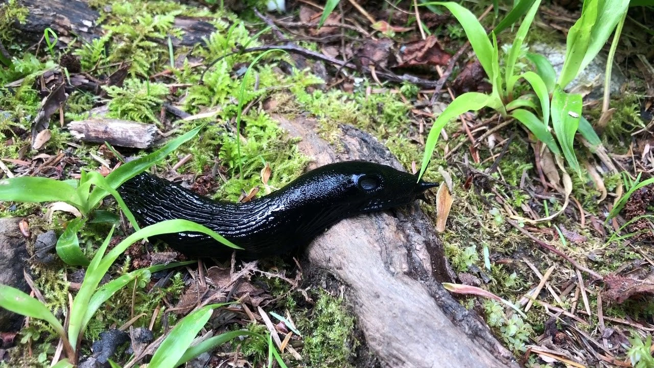 Lizard Lake, 6 Mi Hike, near Bellingham, Washington - YouTube