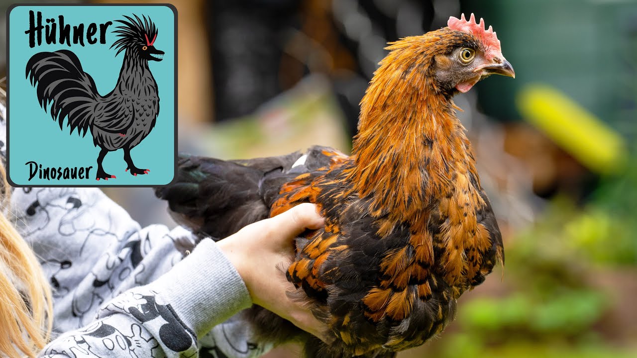 Marans Hühnerrasse 8 Wochen alt: 2 Hähne & 4 Hennen = 2,4 - YouTube