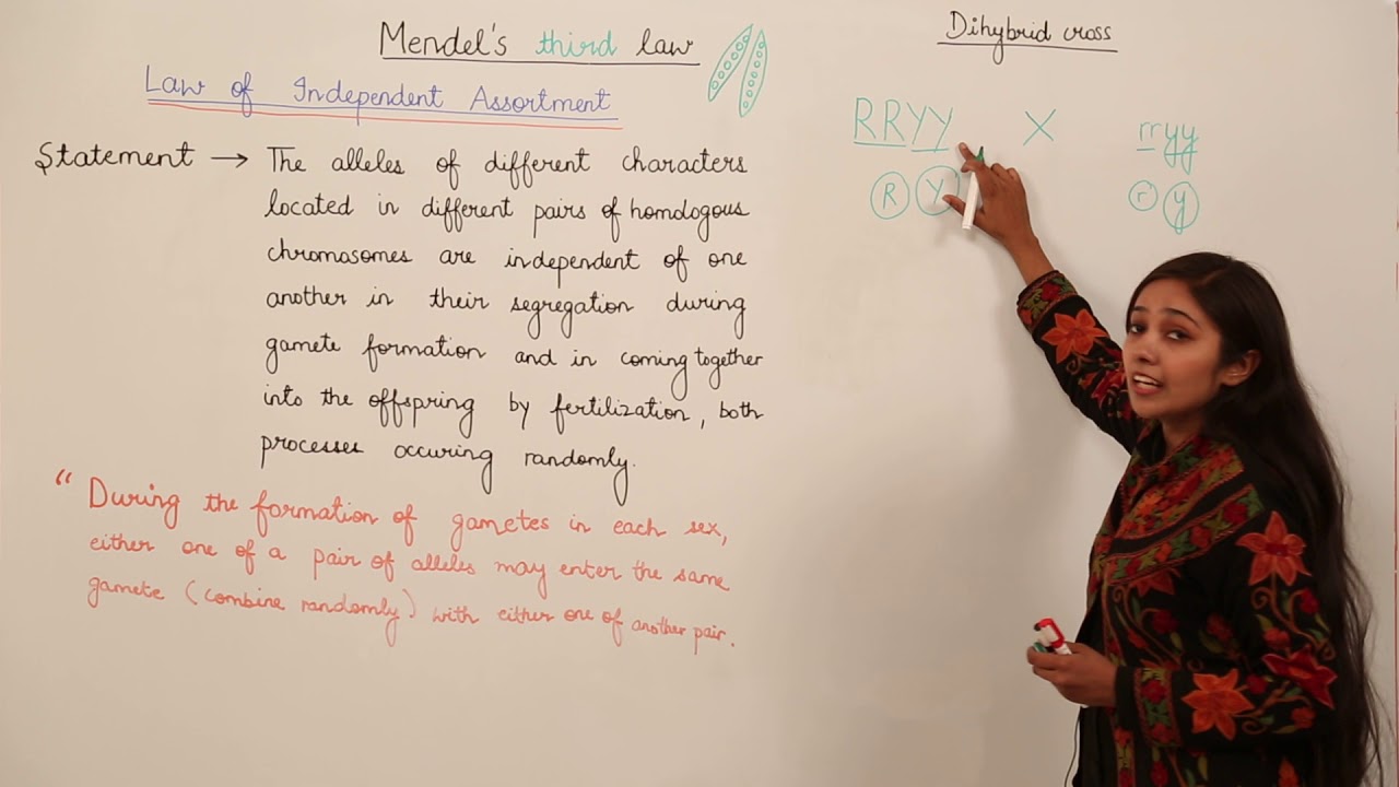 Mendel's 3rd law of independent l ICSE l SECTION C l CLASS 12 BIO l ...