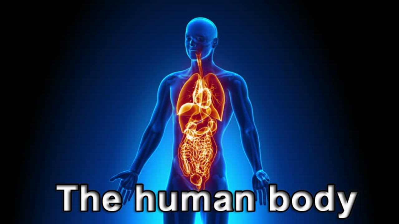 The parts of our human body system. - YouTube