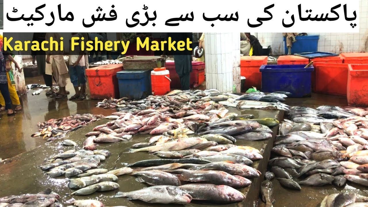 Fishery Market Karachi | Fish Harbour Karachi | Pakistan's Biggest Fish ...