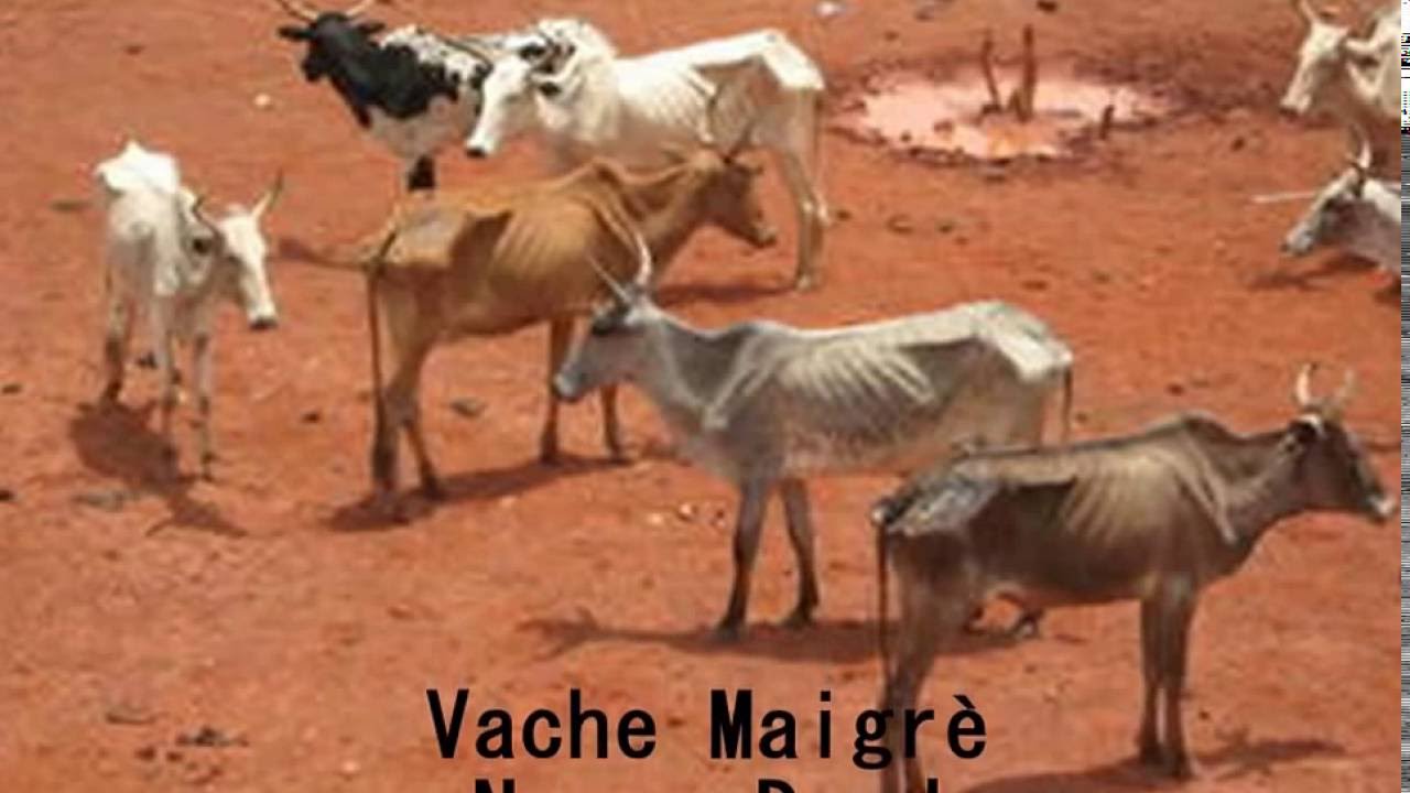 Vache Maigrè - YouTube