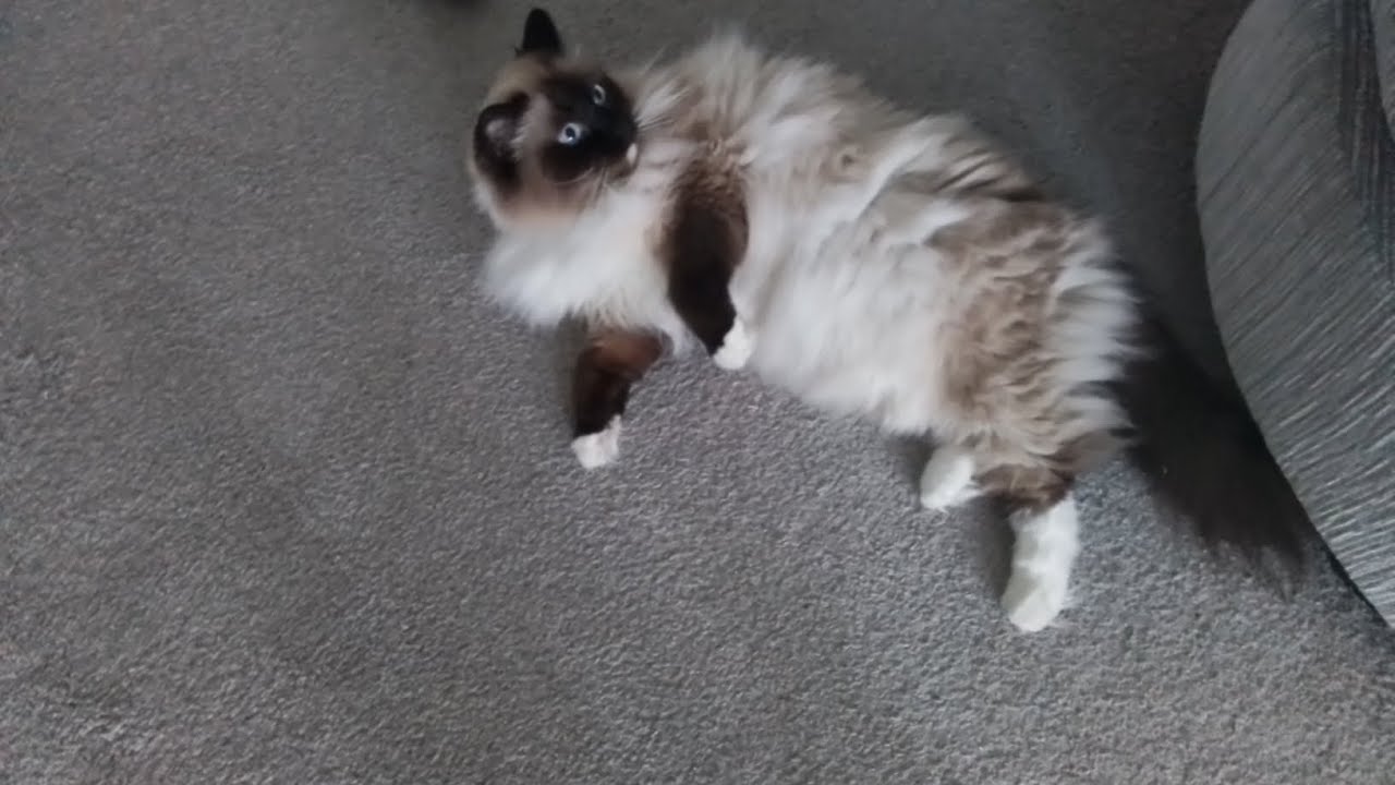 cat club #gyat@Tmtbob#catshorts - YouTube