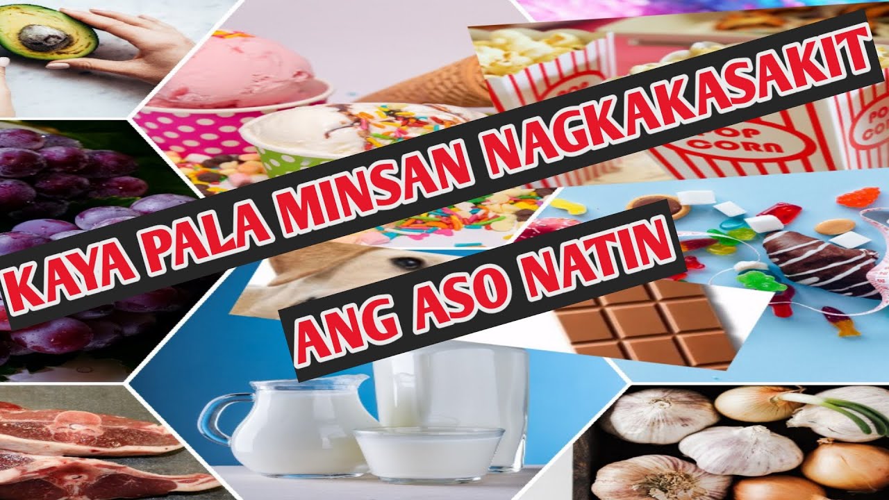 10 pagkaing masama sa aso/mga pagkaing bawal sa aso - YouTube