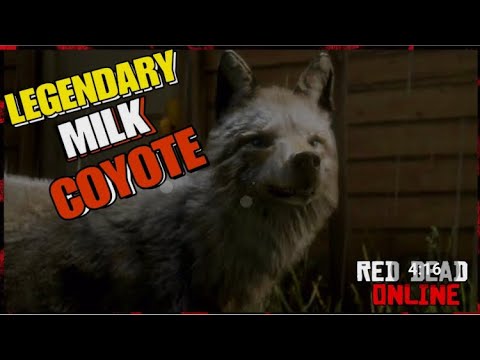 Red Dead Online How to Skin and Sedate the Legendary animal Milk coyote ...