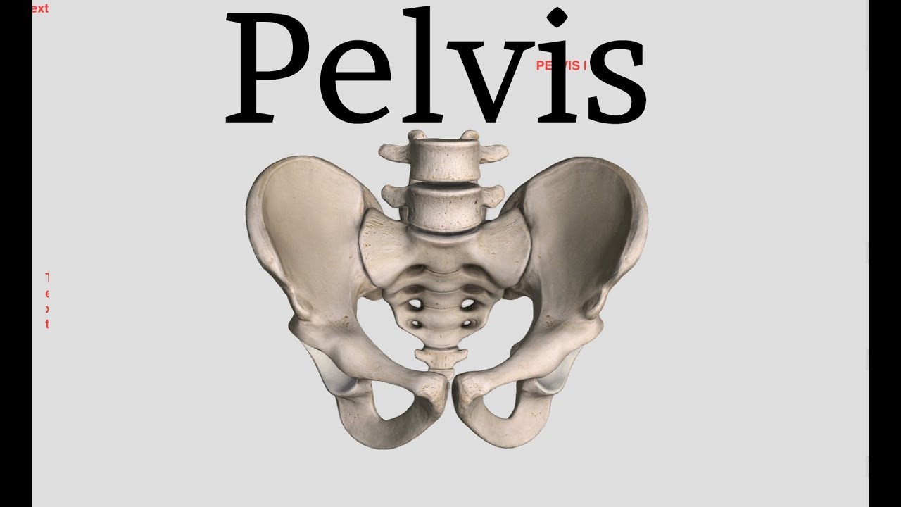 Pelvis Anatomy Introduction True False Pelvis YouTube pelvis-anatomy-introduction-true-false-pelvis-youtube