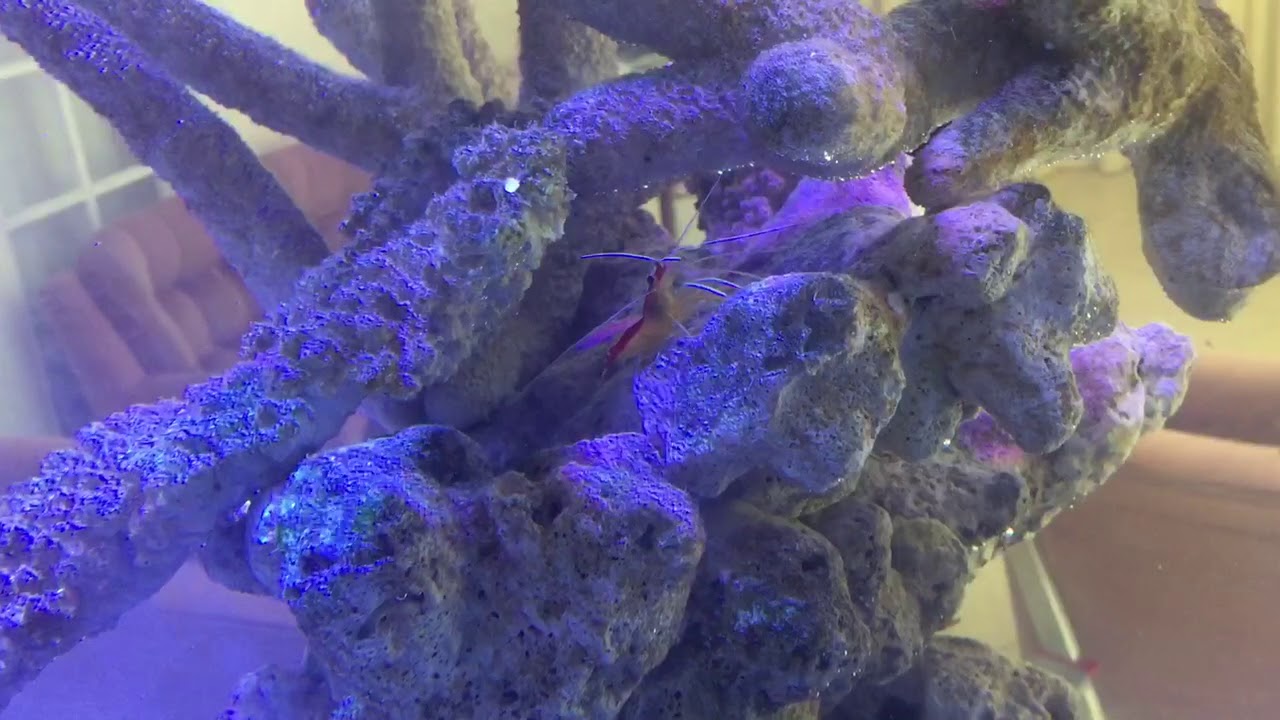 The best shrimp for a reef tank! - YouTube