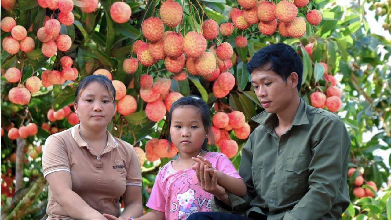 Family working together- Harvest fresh lychee garden , Planting rice on ...