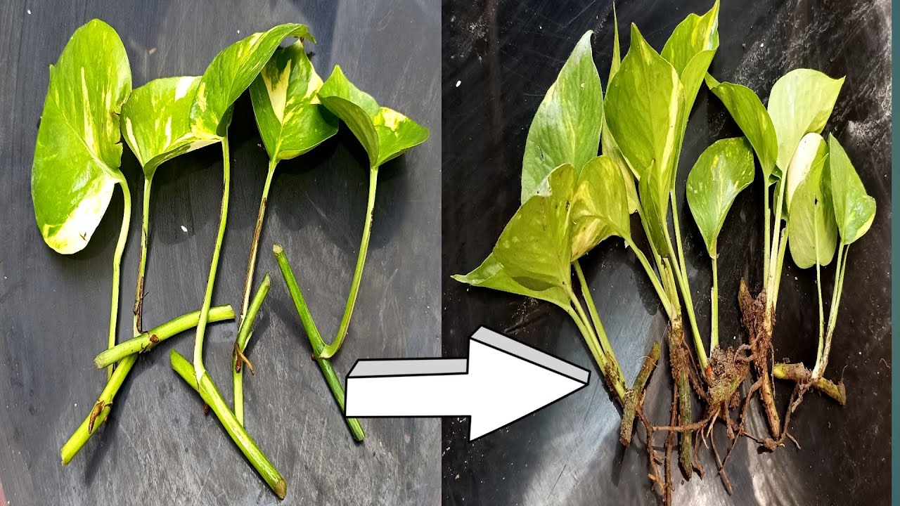 Propagate money plant || How to grow Money plant in a Fast method - YouTube