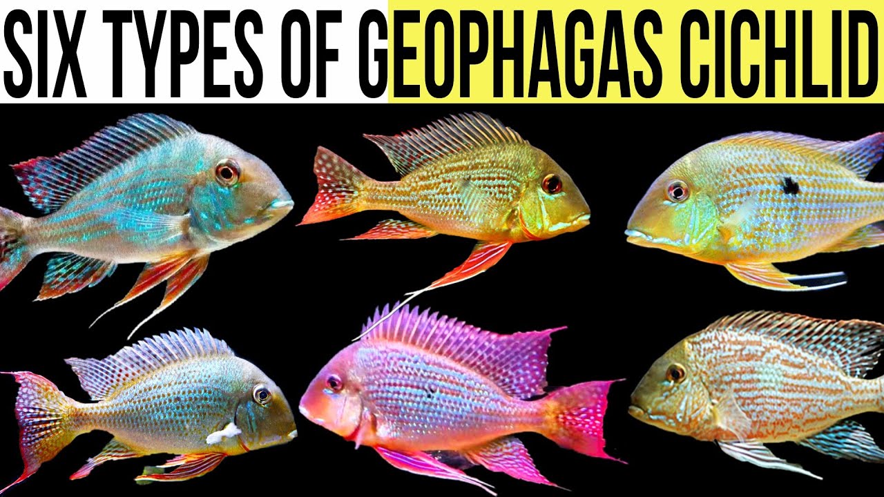 6 Different Types Of Geophagus Cichlid | Varieties Of Geophagus Cichlid ...