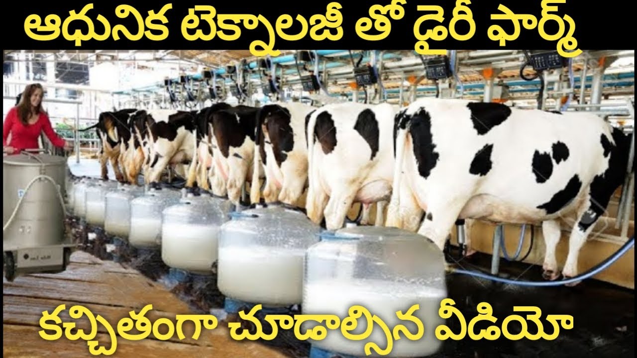 Modern dairy farm|ice cream making in factories. - YouTube