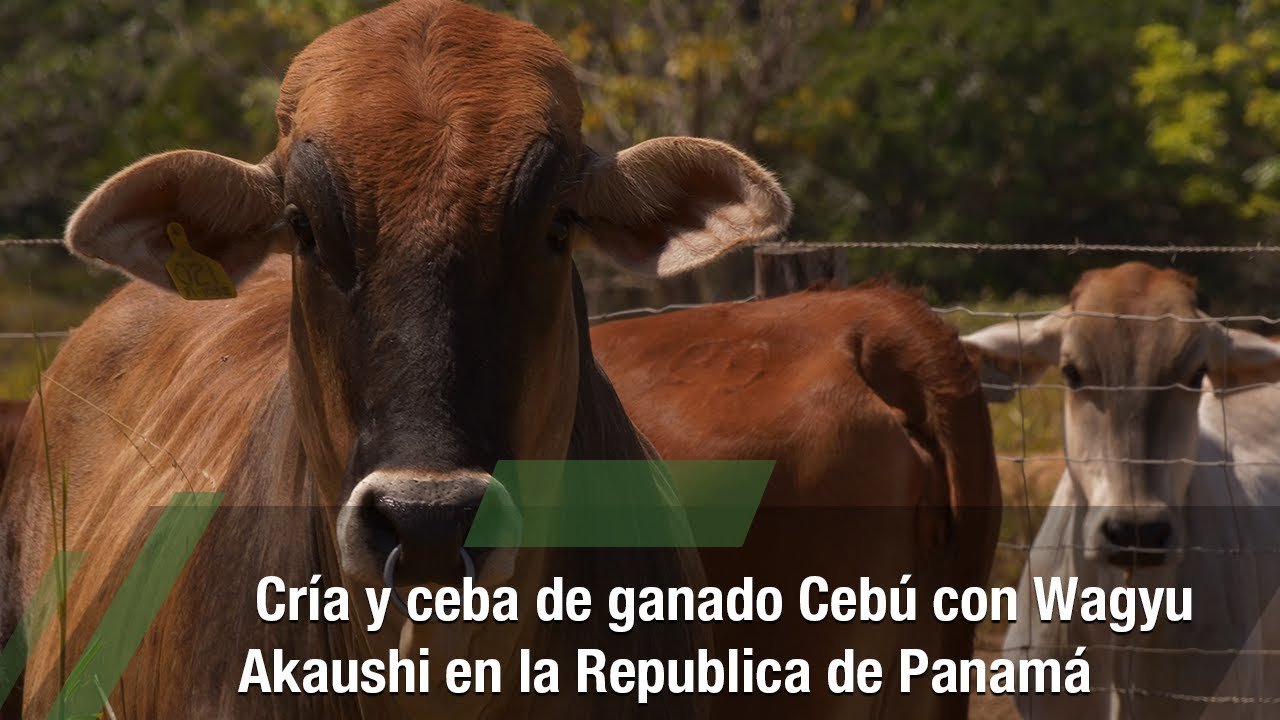 Cría y ceba de ganado Cebú con Wagyu Akaushi en Panamá- TvAgro por Juan ...