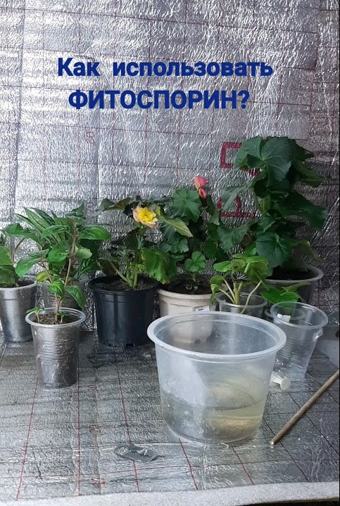 Повышаем иммунитет растений. Фитоспорин- как готовить маточный раствор ...