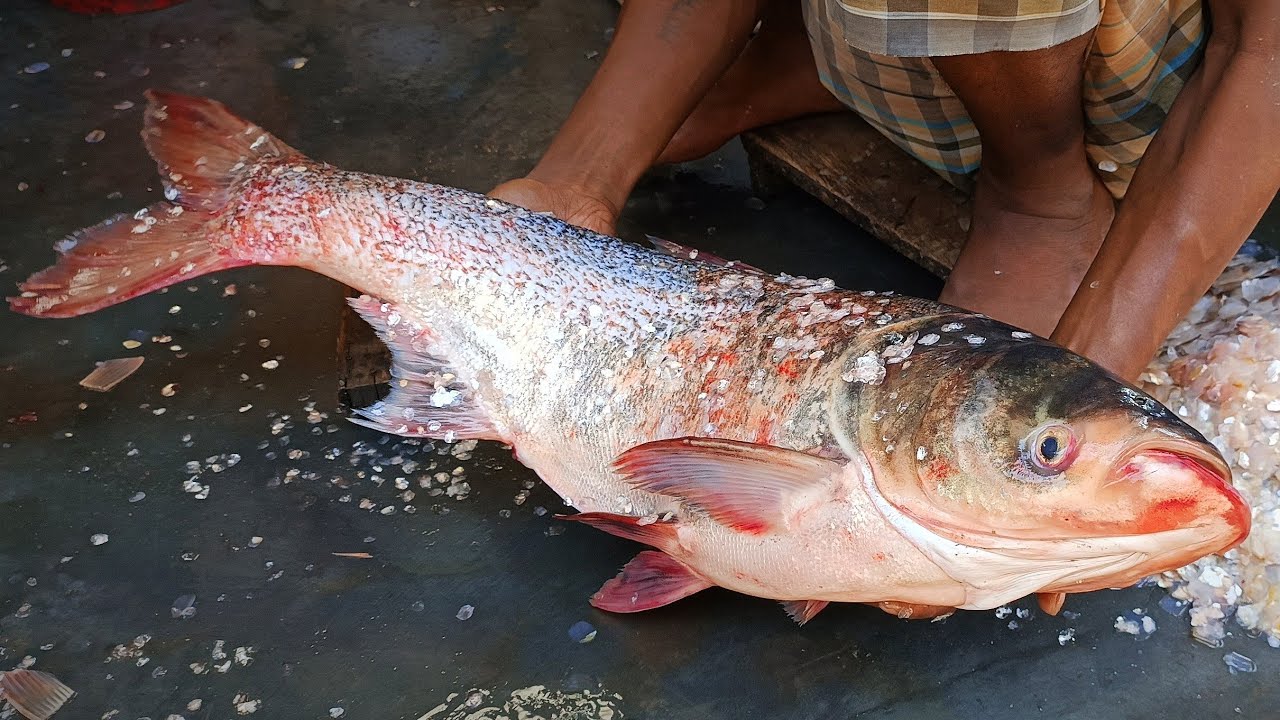 Big big head fish cutting in fish market 💕 amazing cutting skill 😱 ...