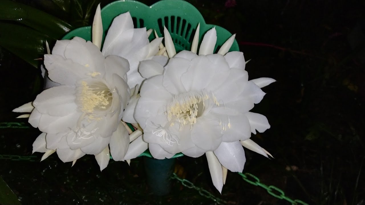 Kadupul (Queen of the night) Flowers in my Garden. 🇱🇰. Lali Bro. 🌹💐🌿 ...