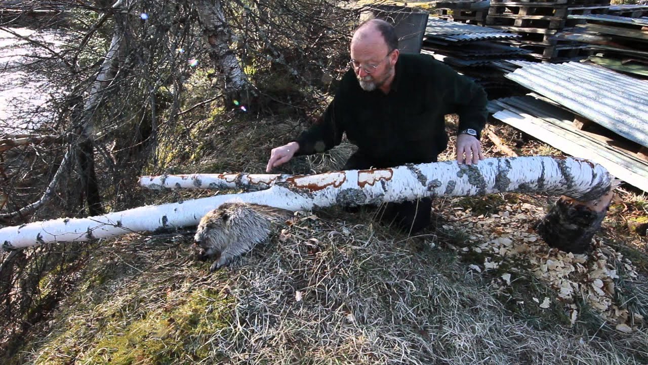 Beaver killed by falling tree - YouTube