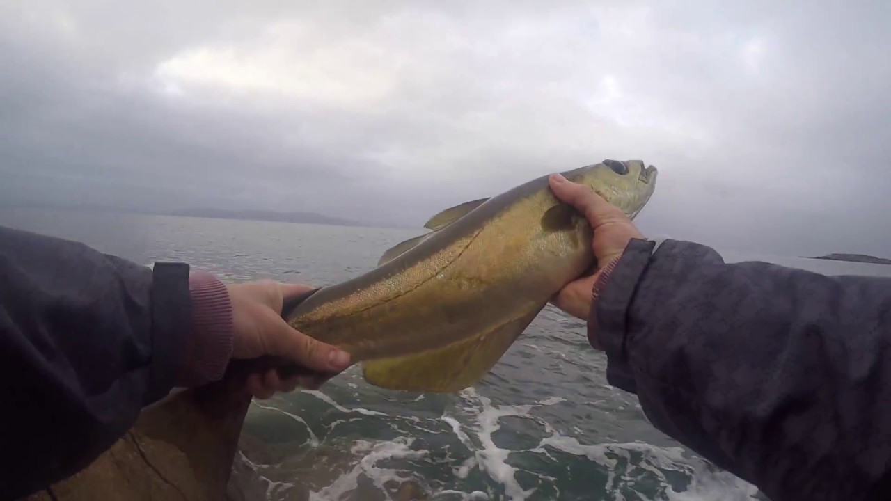 Late September Galway Bay Pollock - Lure Fishing In Ireland - YouTube
