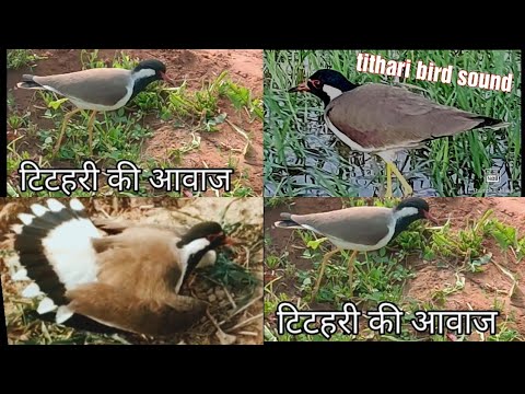 titahari bird sound | टिटहरी की आवाज़ | tithari bird sound - YouTube