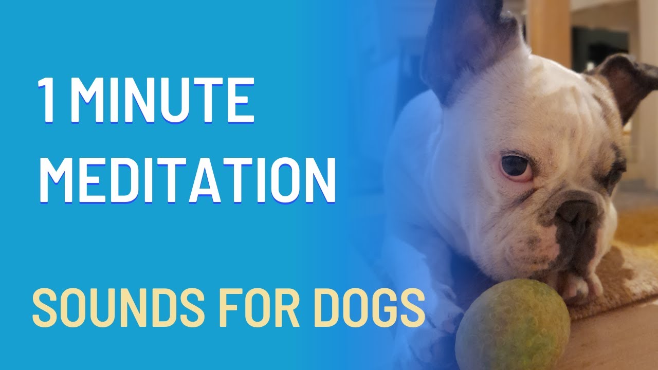 Calming Sounds for Dogs | My French Bulldog loves... - YouTube