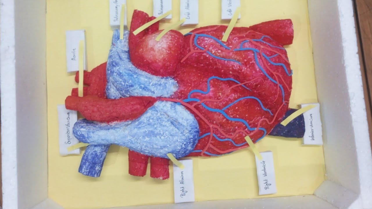 Structure of heart modal making # human anatomy and physiology 👍 ...