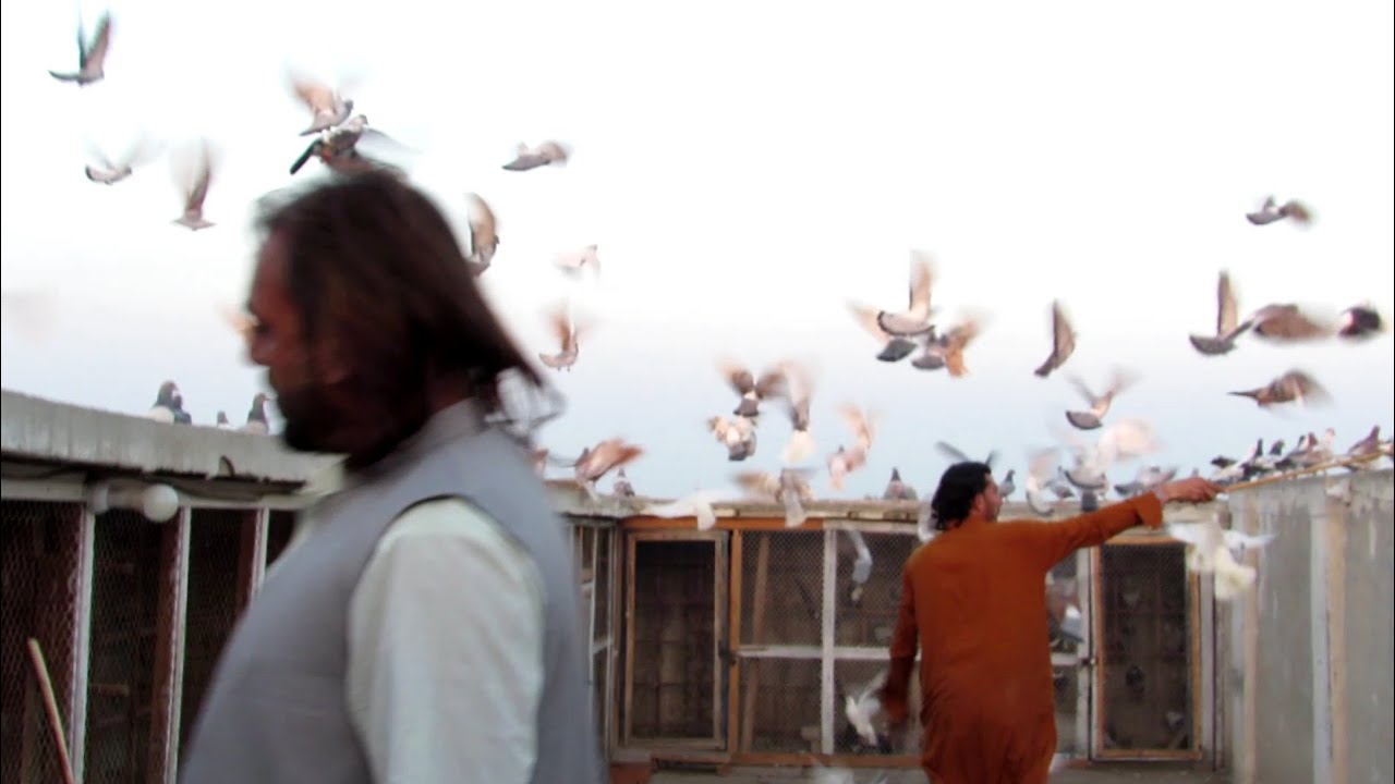 Saifullah Ustad Pigeon Flying Match | Saifullah Ustad Kabootar Race ...