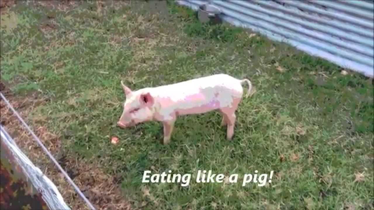 Eating like a pig - YouTube