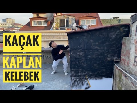 KAÇAK KAPLAN KELEBEK İNDİRDİK UTKU ÇOK HEYECAN YAPTI YAKALADIKMI?