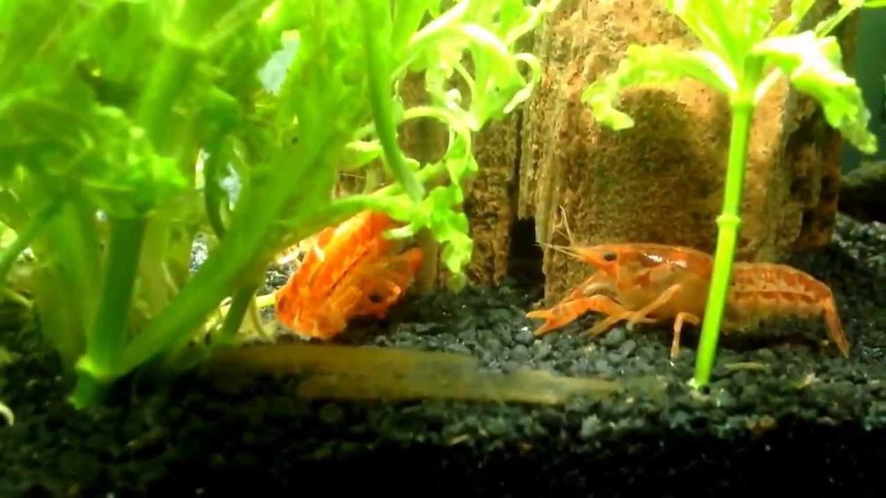 Cpo kreeft aan het paren maar een andere kreeft gaat zich er mee ...