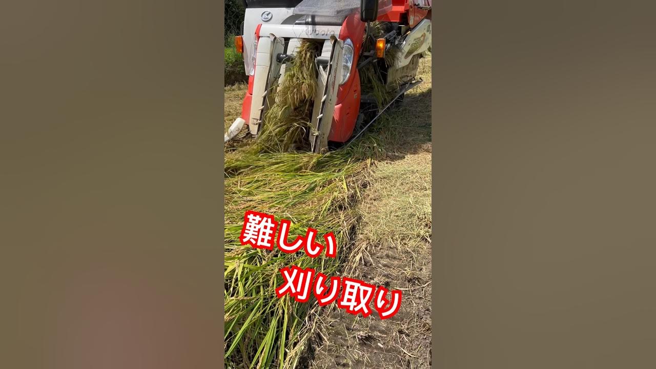 Kubota ER338 クボタの3条38馬力コンバインで刈り取りSTAR - YouTube