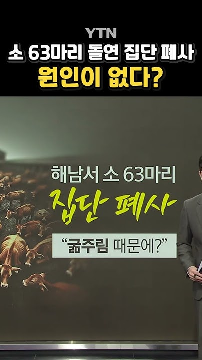 해남서 소 63마리 떼죽음, 왜? #shorts / YTN - YouTube
