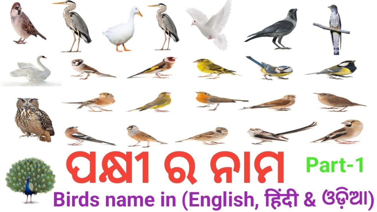 10 Birds name in (English, Hindi & Odia) - YouTube