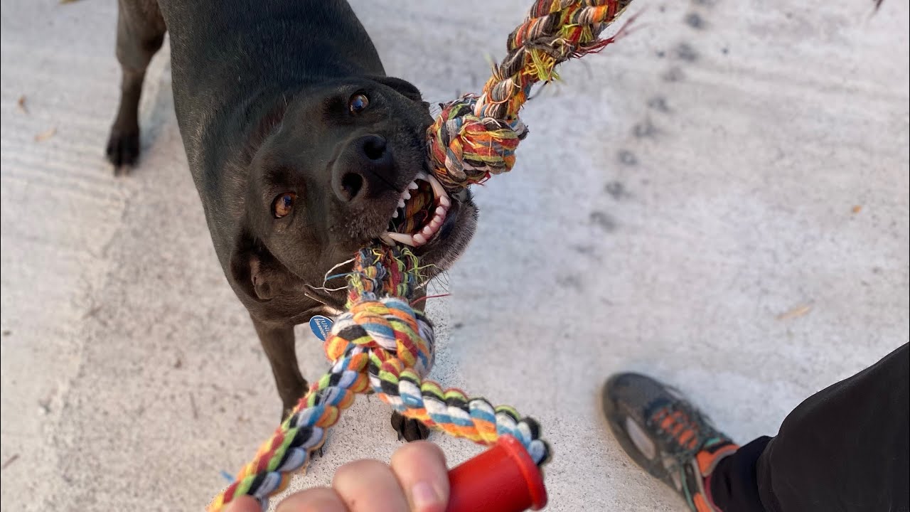 Tug Of War with Junior (Loja me Terheqje Litari) - YouTube