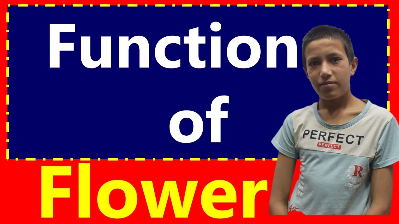 Function of Flowers | Structure and Function of Plants - YouTube