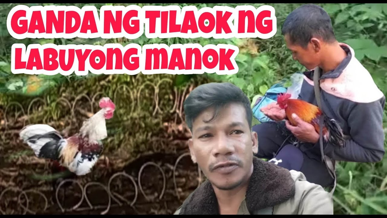 PANGANGATI NG LABUYONG MANOK DITO SA BABA NG KUBO NI LOUIE TV | HUNTING ...
