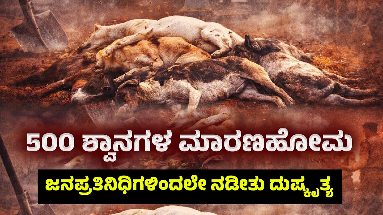 500 ಶ್ವಾನಗಳ ಮಾ*ರಣಹೋಮ | ಜನಪ್ರತಿನಿಧಿಗಳಿಂದಲೇ ನಡೀತು ದುಷ್ಕೃತ್ಯ | ವಿಷವುಣಿಸಿ ...
