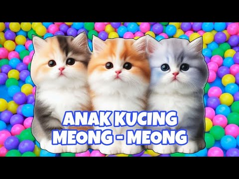 Mengajarkan Anak Kucing Meong-meong Cara Bermain, Seru Banget! | anak kucing meong meong yang ...