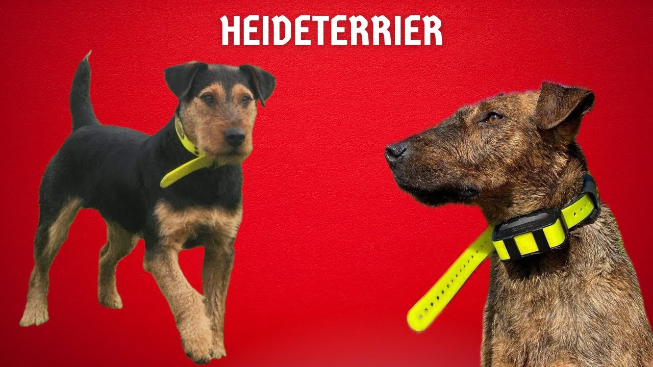 Heideterrier - Josh Neff from Murderers Creek Heideterrier - YouTube