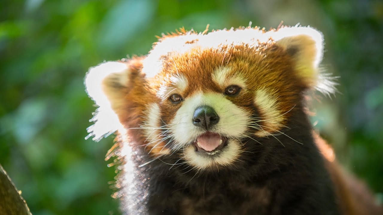 In Loving Memory Of Sweet Red Panda Moshu - YouTube