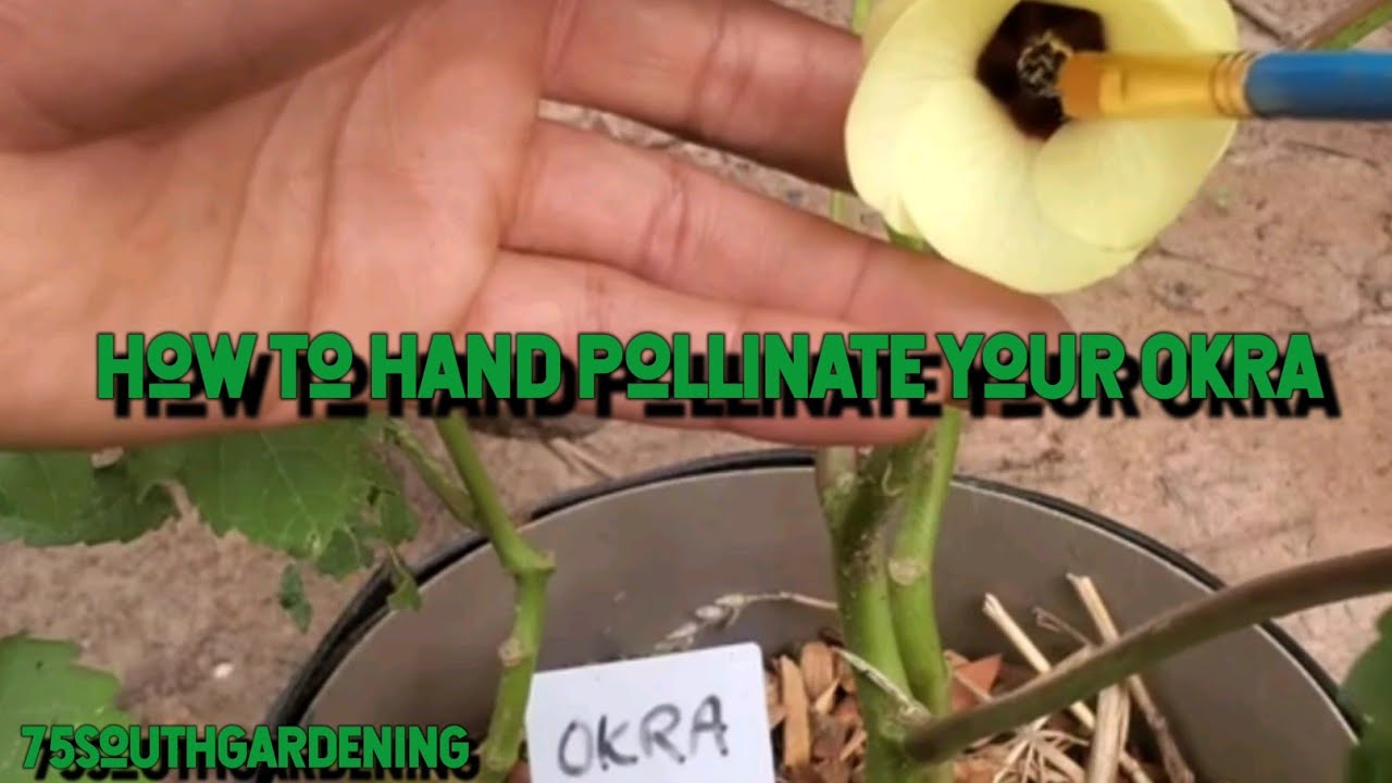 Hand Pollinating Okra - YouTube