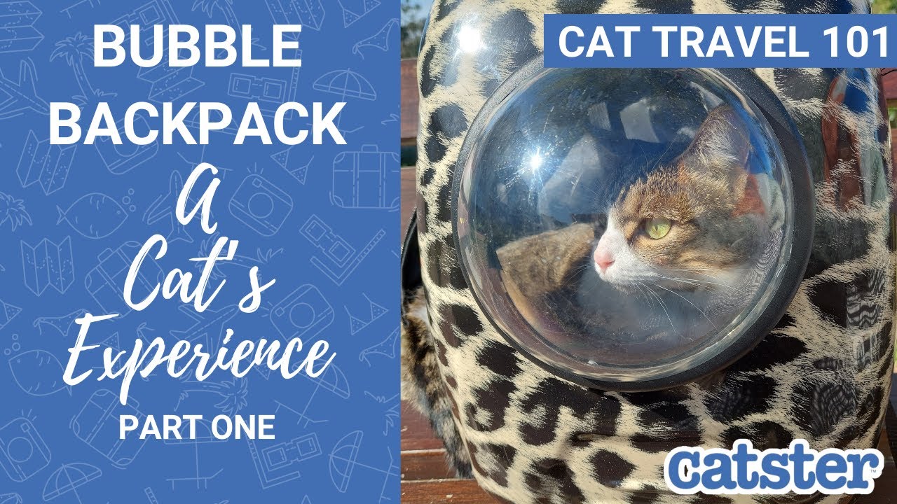 Cat Bubble Backpack (part 1) - YouTube