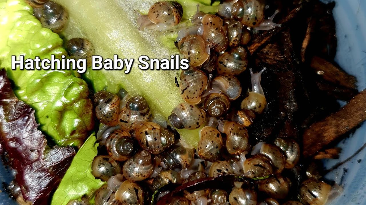 Hatching Baby Snails - YouTube